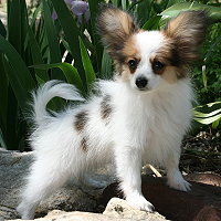 Papillon - Forevr Papillon, Texas & USA AKC Dog Breeder of Merit ...